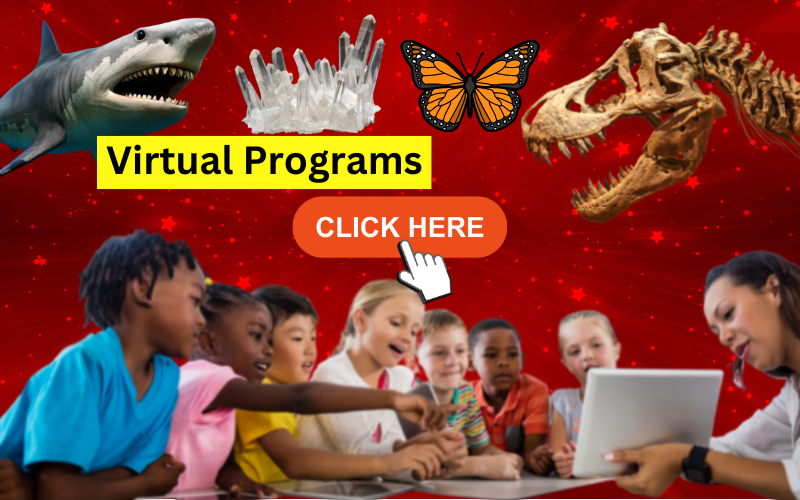 Dinosaurs Rock® School Programs, Dinosaur Parties. Libraries