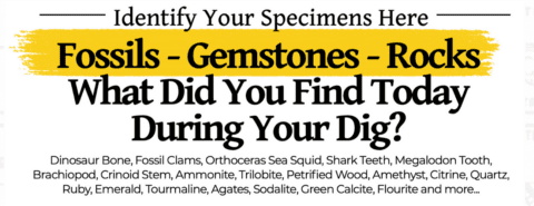 Dinosaur Fossil and Mineral ID Chart | Identify Your Specimens